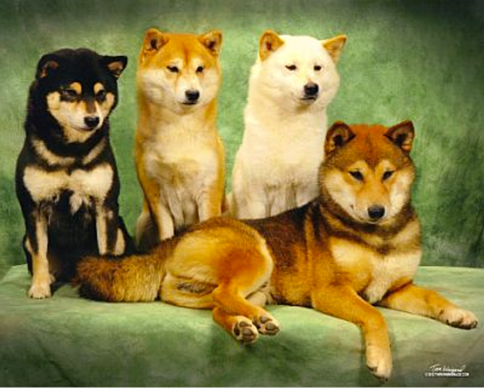 21 Reasons Why Shiba Inus are the Best Dogs Ever