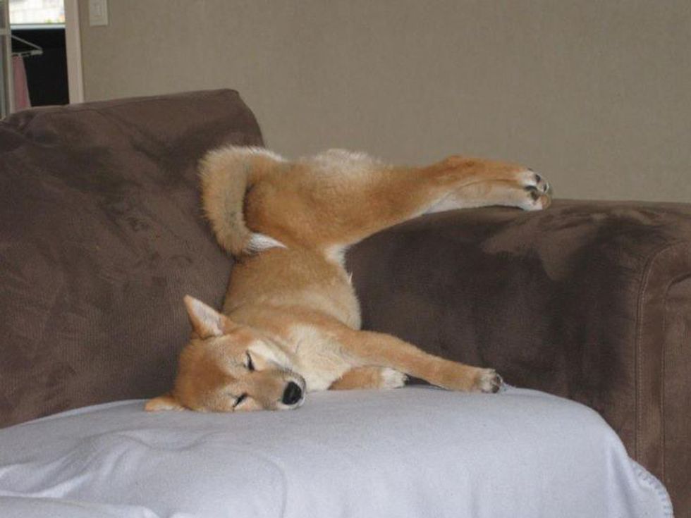 21 Pictures That Prove Shiba Inus Are The Quirkiest Dogs Ever