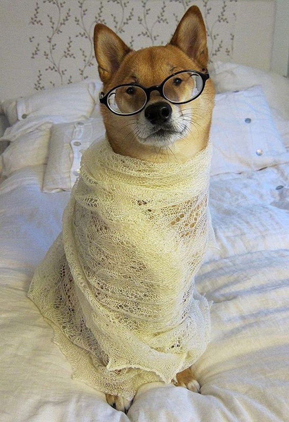 21 Pictures That Prove Shiba Inus Are The Quirkiest Dogs Ever