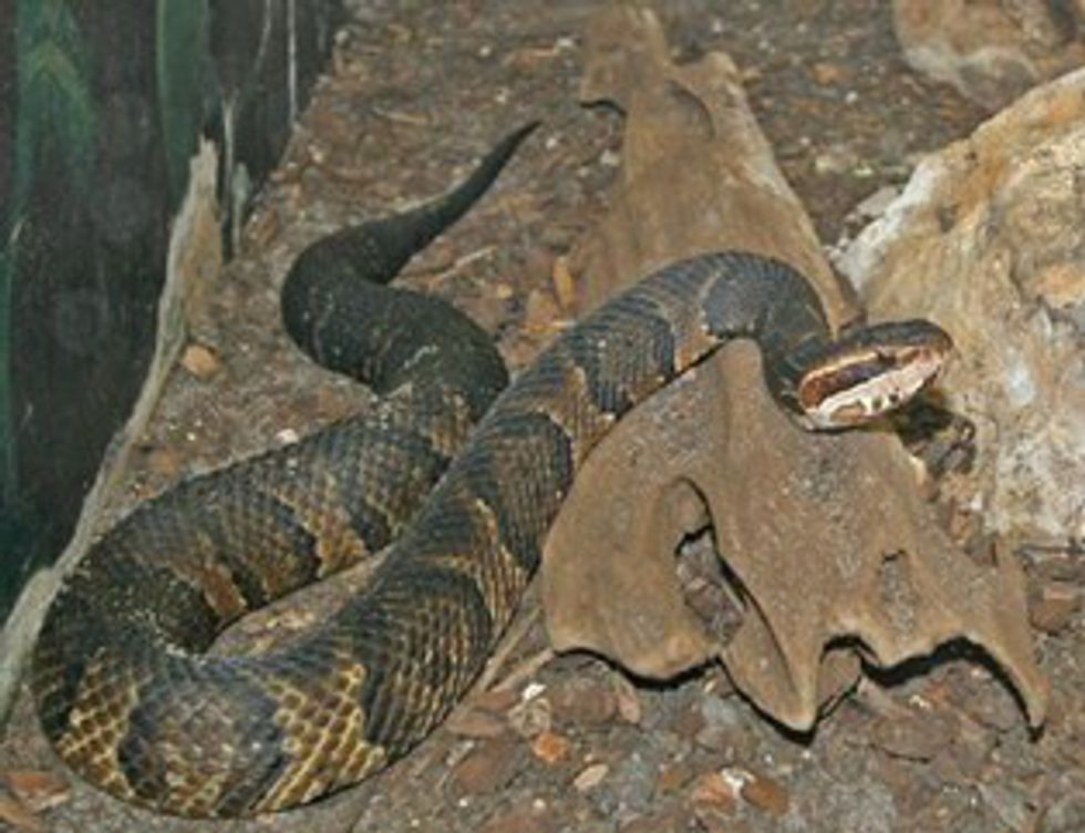 A Guide To Ohio's Venomous Snakes