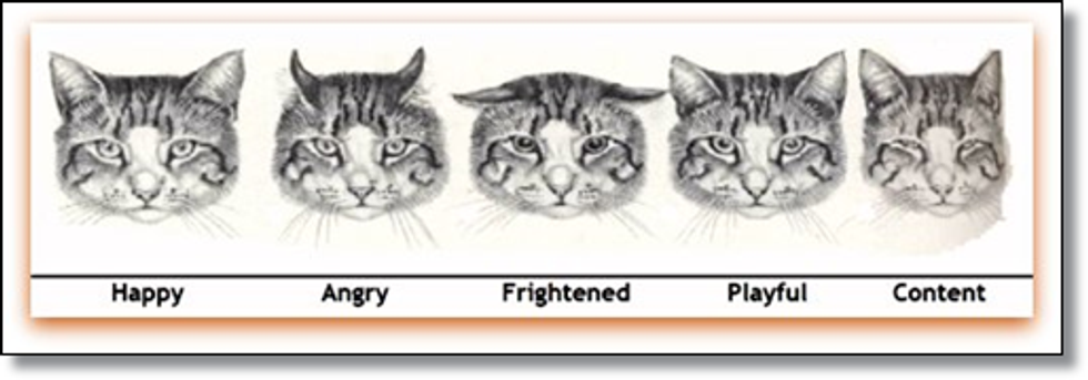 Signs You're Part Of A Cat Family