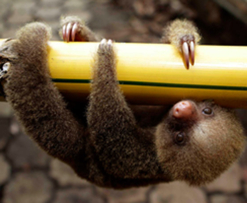 11 Reasons You Should Love Sloths