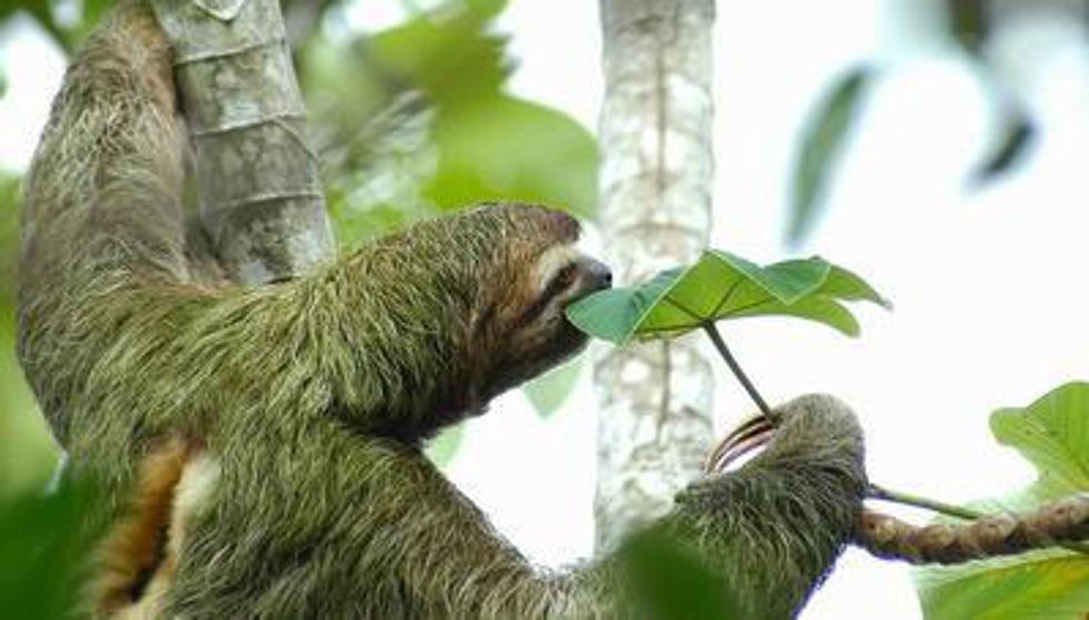 11 Reasons You Should Love Sloths