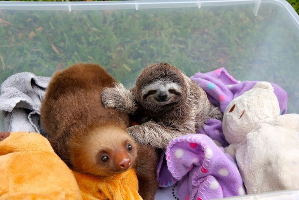 11 Things I'm Sure You Don't Know About Sloths
