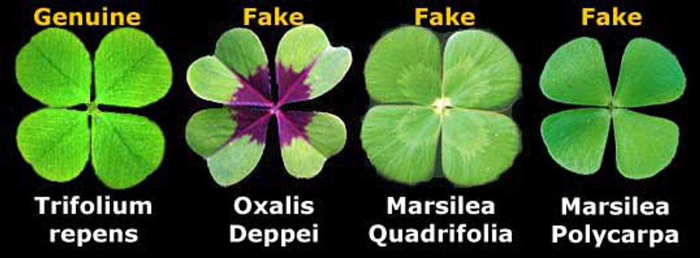 What To Do With A Four-Leaf Clover