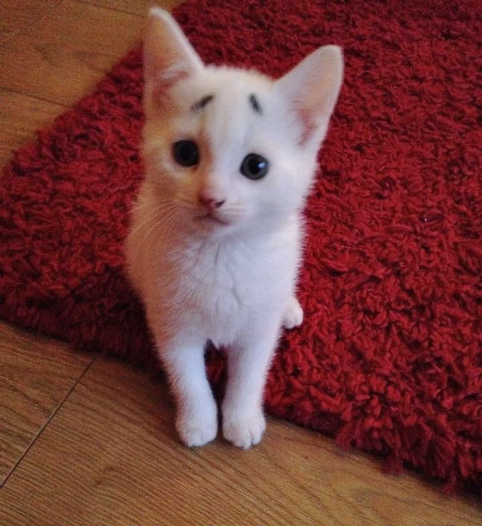 Kitten With a Pair of "Worrisome Eyebrows" Grows Up to Be a Handsome ...