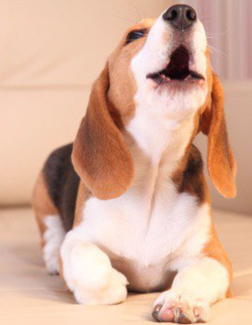 13 Things All Beagle Owners Know To Be True