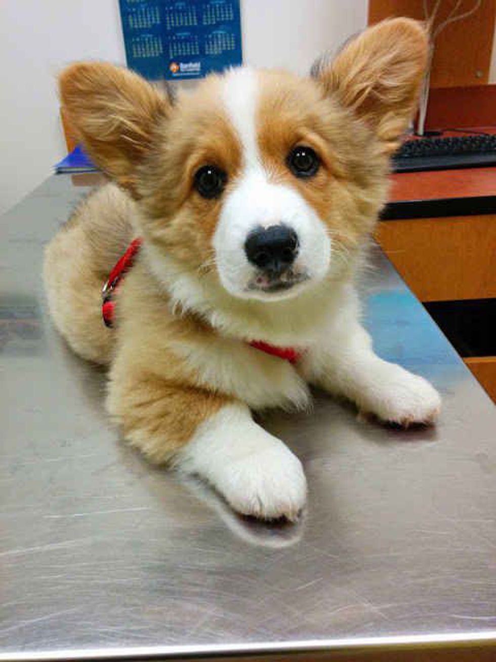 15 Reasons Why Corgis Are The Best Dog Ever