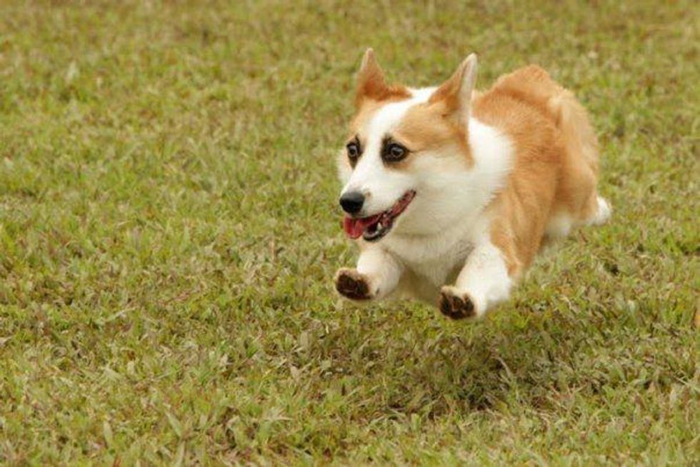 15 Reasons Why Corgis Are The Best Dog Ever