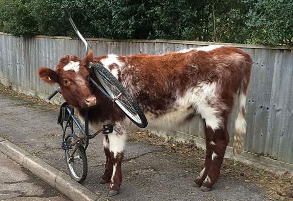 18 Cows Who Forgot How To Cow