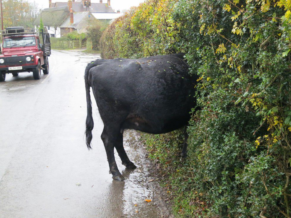 18 Cows Who Forgot How To Cow