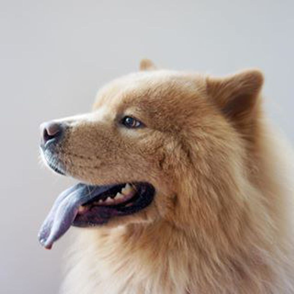 14 Dogs That You Need To Be Following On Instagram