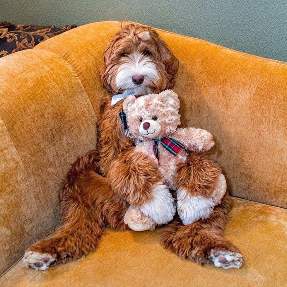 14 Dogs That You Need To Be Following On Instagram