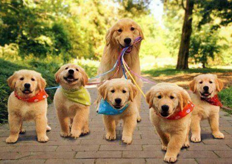 10 Reasons Why College Students Need A Puppy