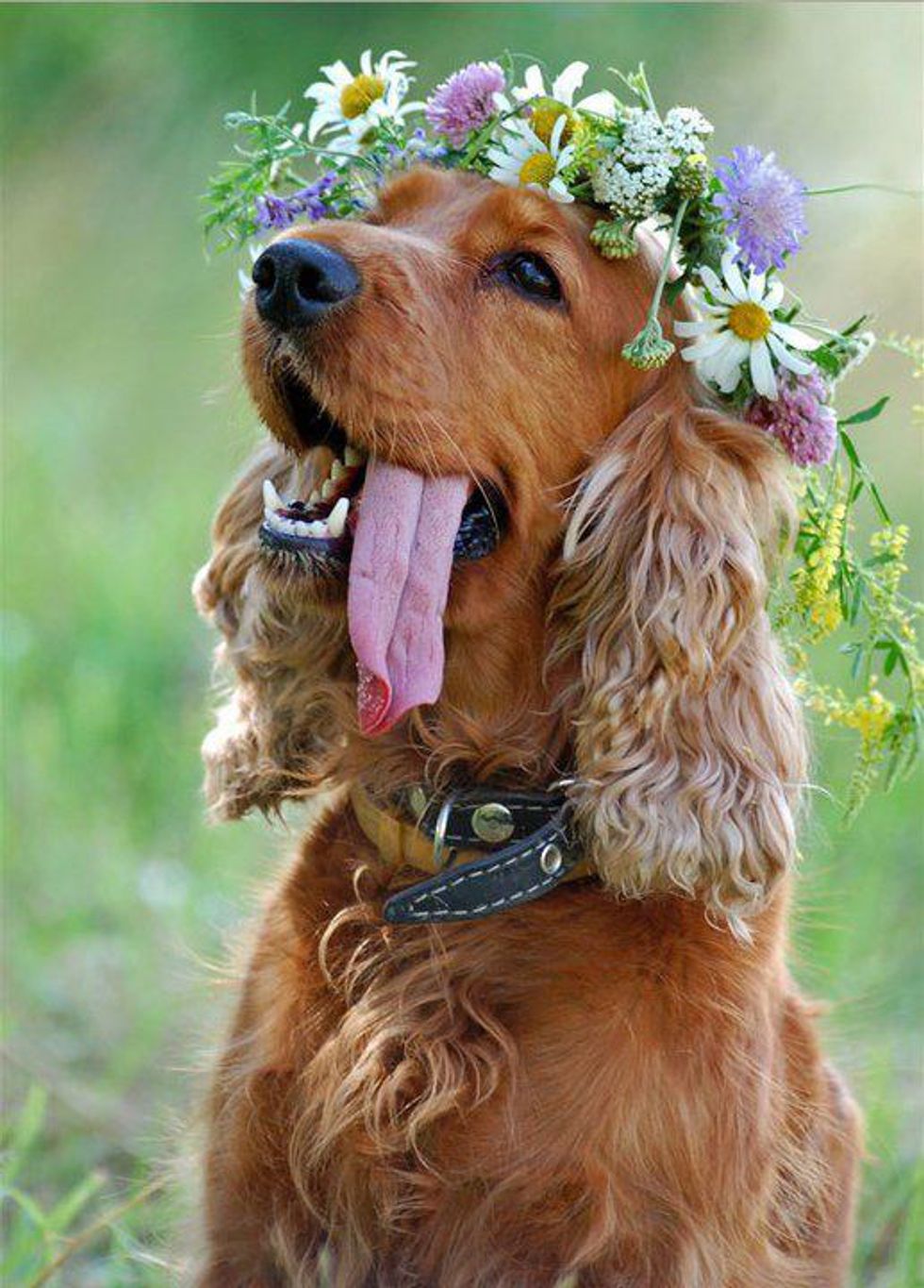 22 Reasons Dogs Are Better Than Boys