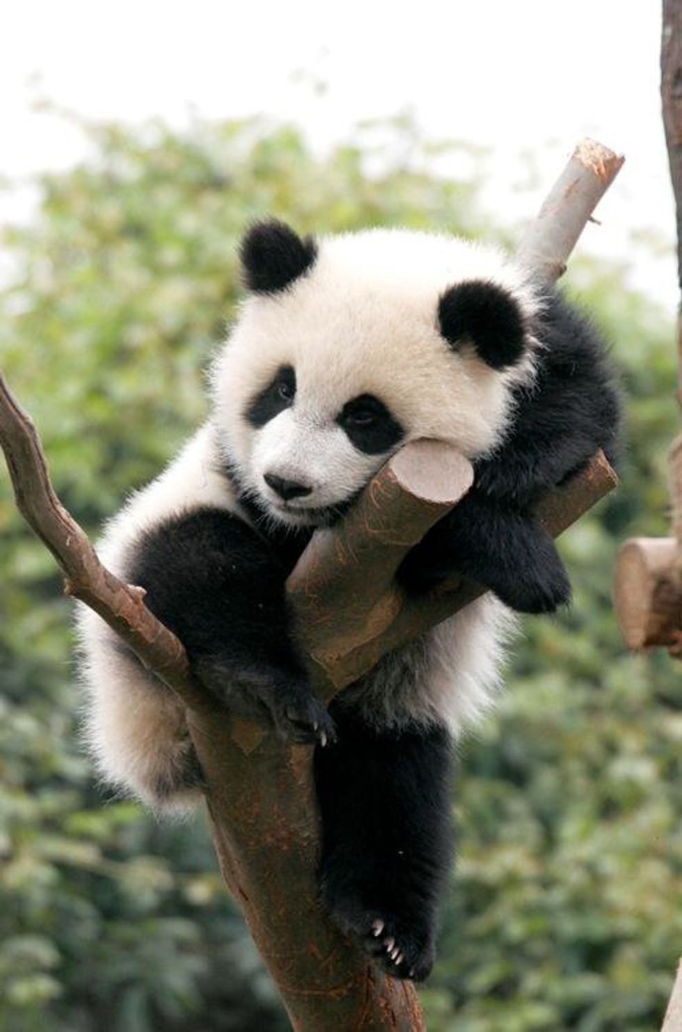 28 Of The Cutest Baby Animals