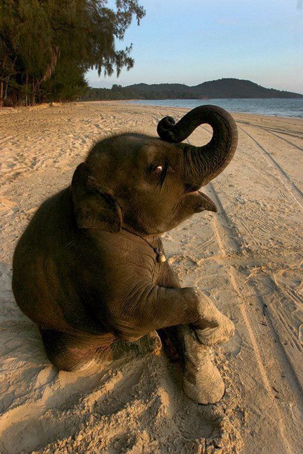 28 Of The Cutest Baby Animals