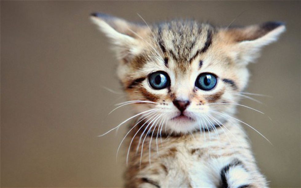 28 Of The Cutest Baby Animals