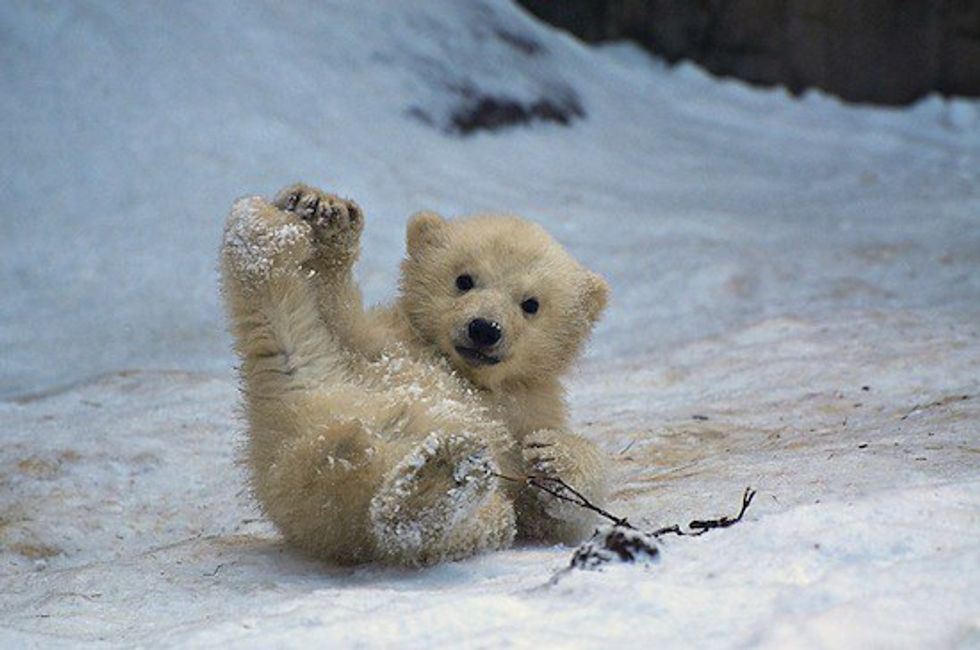 28 Of The Cutest Baby Animals