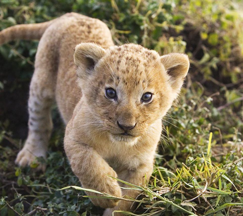 28 Of The Cutest Baby Animals