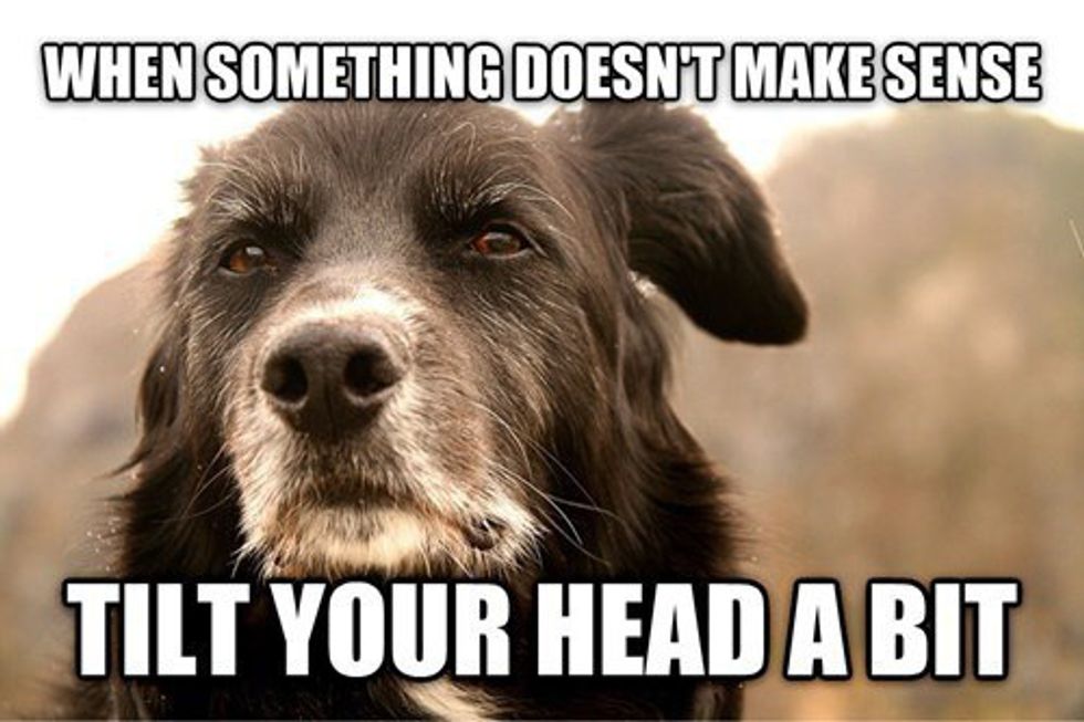 10 Motivational Dog Posters