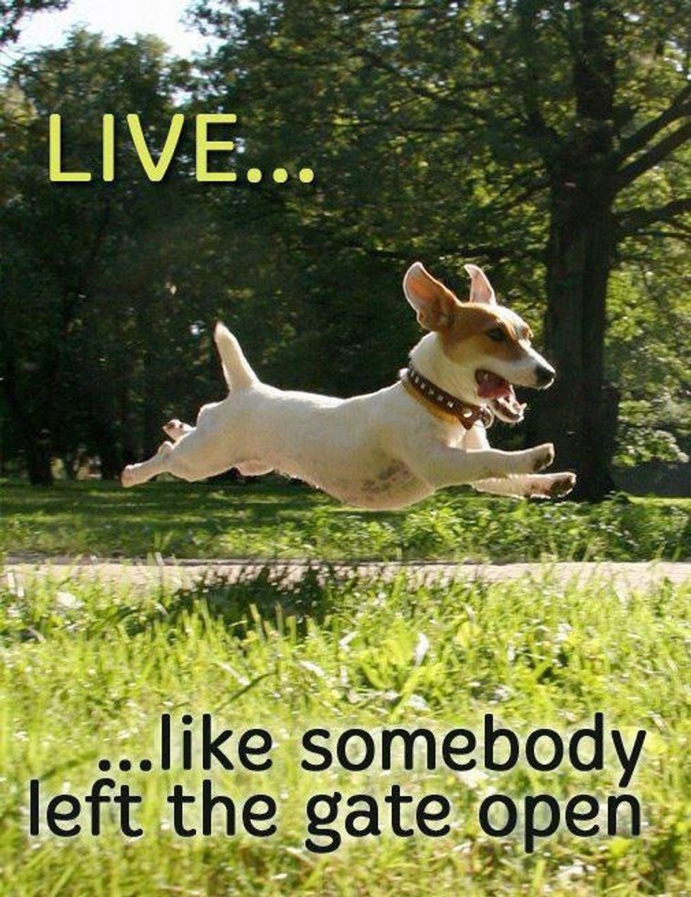 10 Motivational Dog Posters