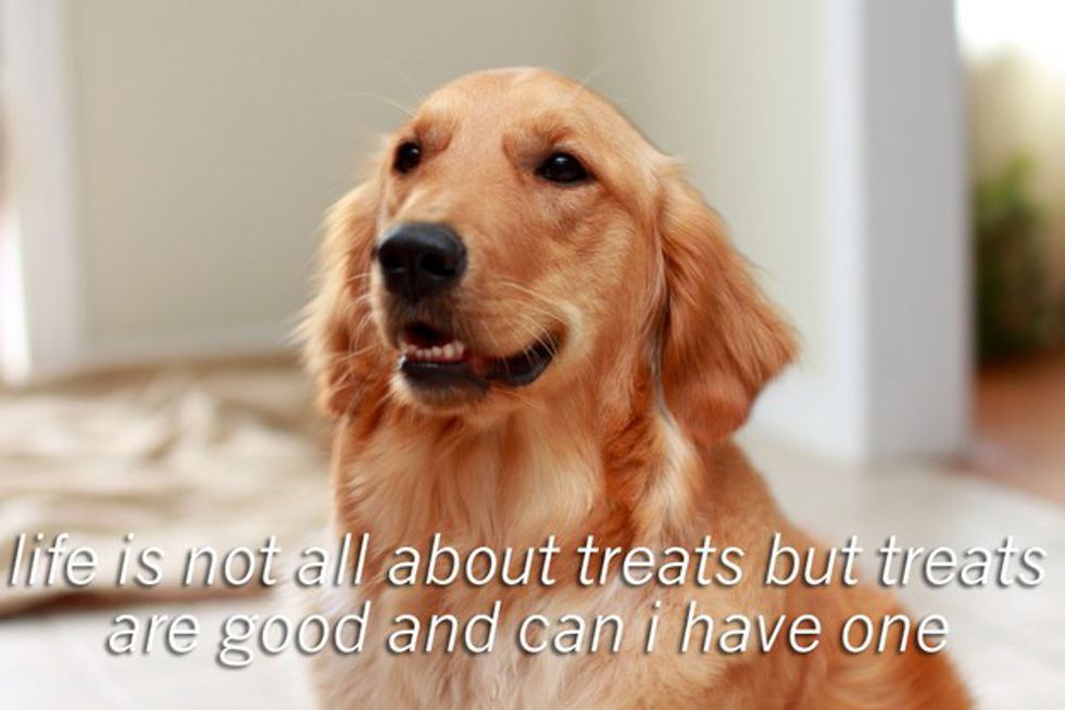 10 Motivational Dog Posters