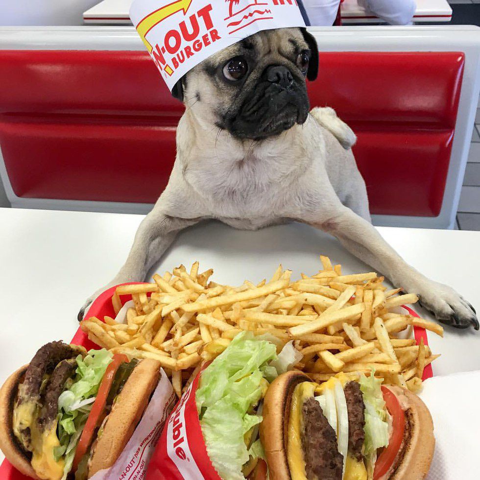 12 Ways Doug The Pug Understands Us