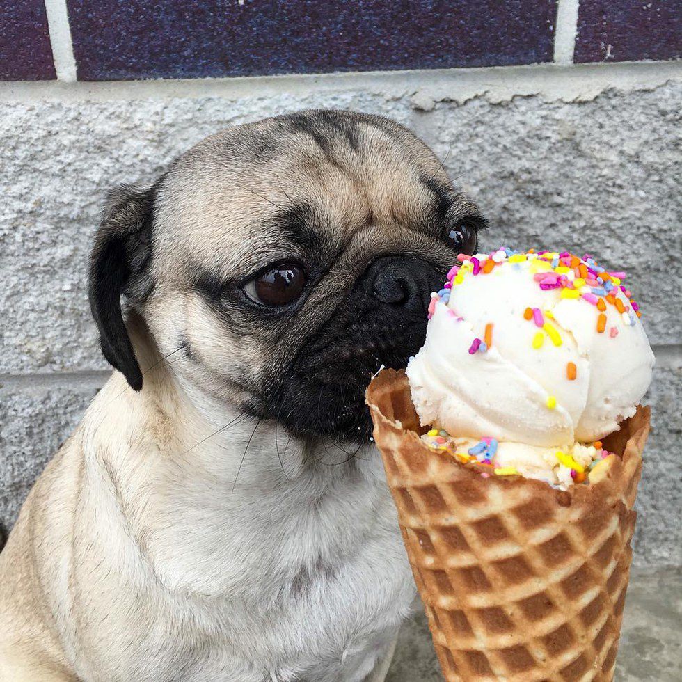 12 Ways Doug The Pug Understands Us