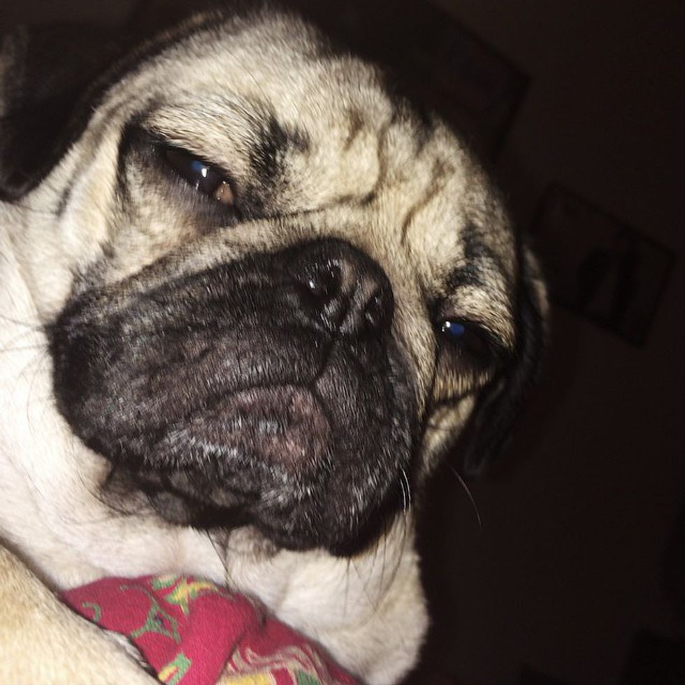 12 Ways Doug The Pug Understands Us