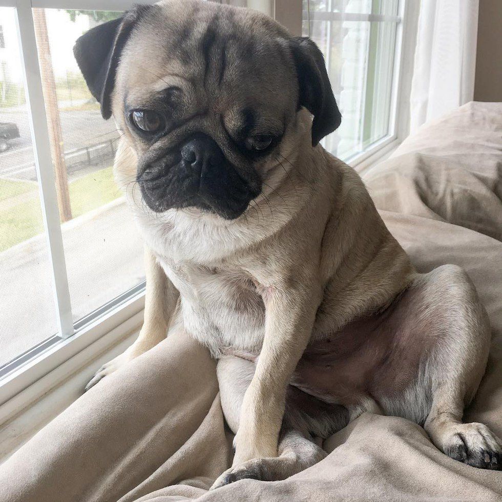 12 Ways Doug The Pug Understands Us