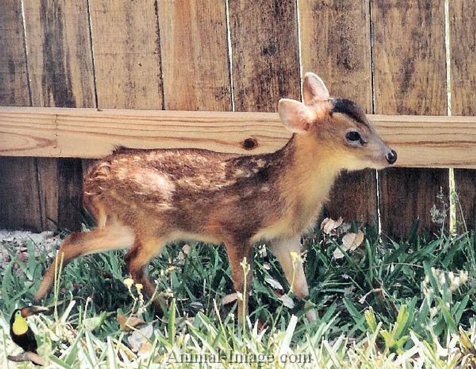 20 Coolest Animals In The World