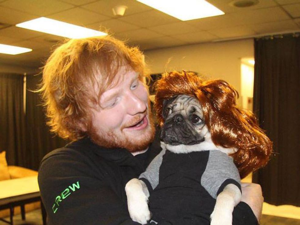 Doug The Pug Is Cooler Than You And I Can Prove It