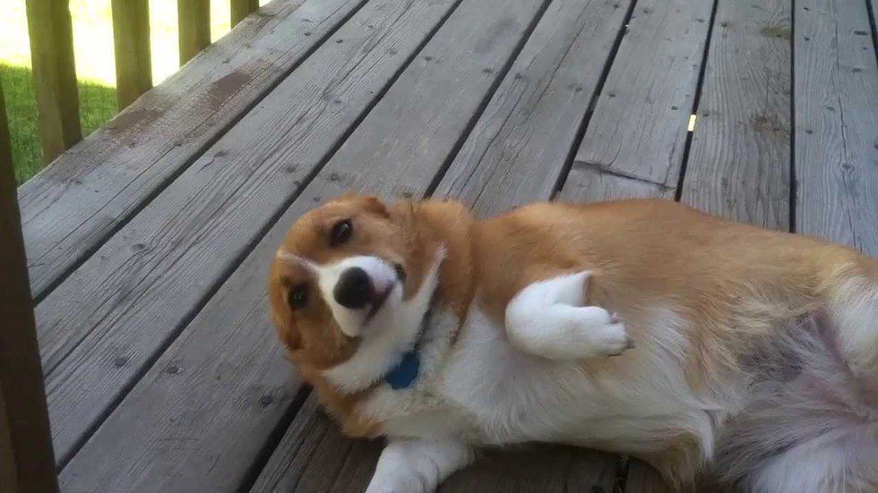 13 Of The Best Corgis On The Internet