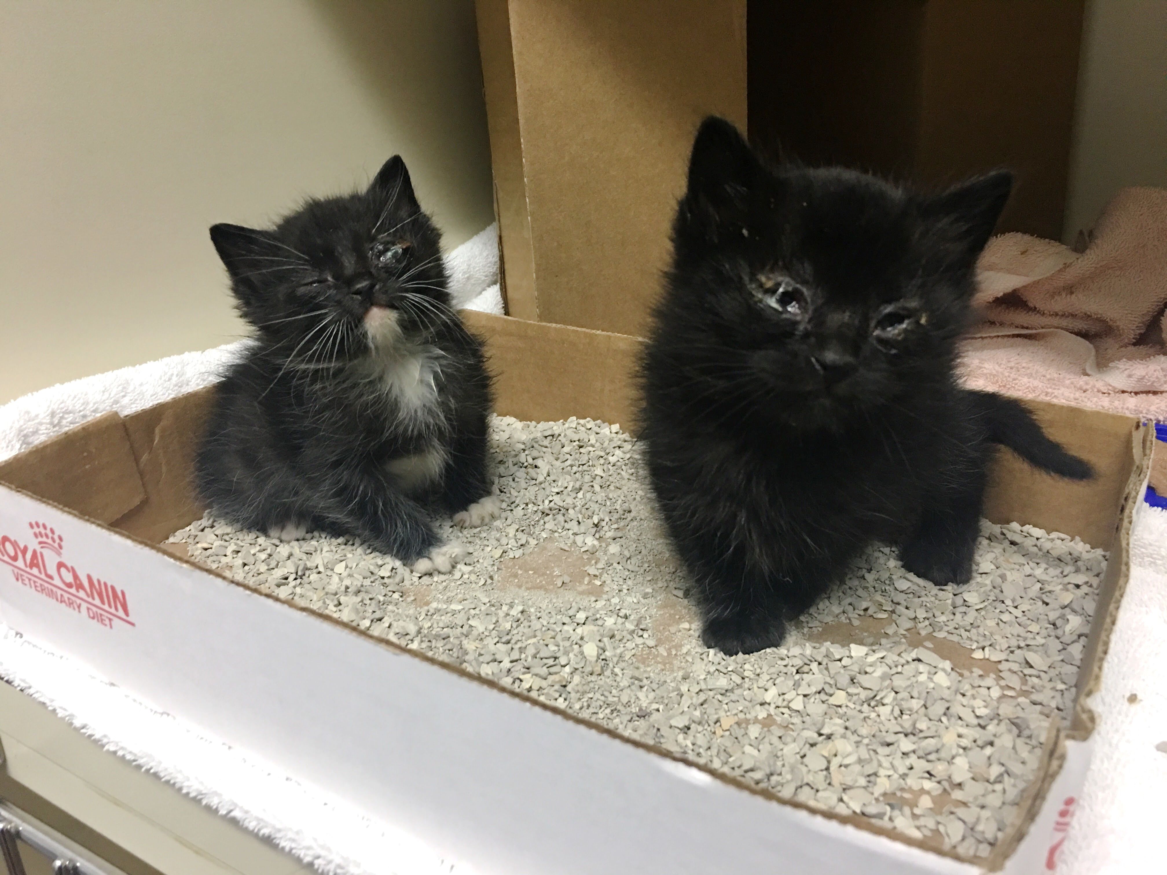 Woman Saves Sibling Kittens While Others Decided to Give Up, and Raises ...