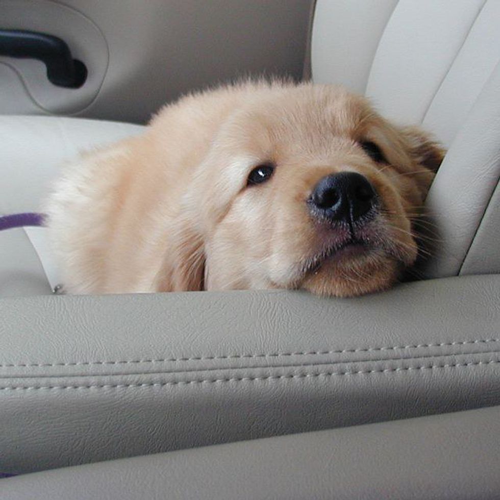 Eight Reasons Why Golden Retrievers Are The Best Dogs