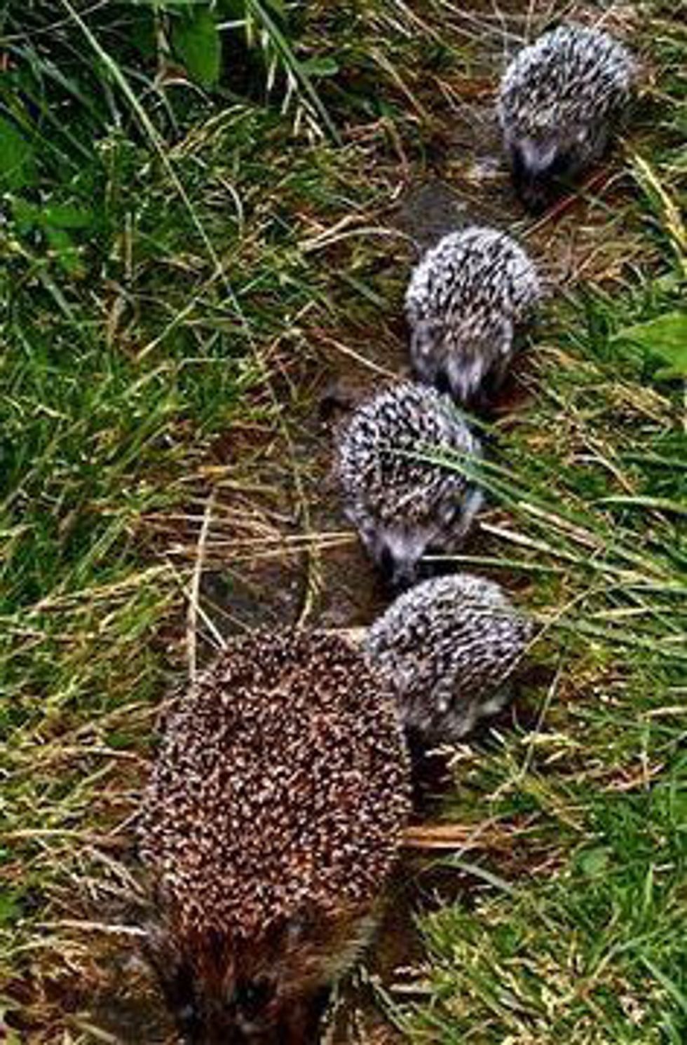11 Reasons To Celebrate Hedgehogs