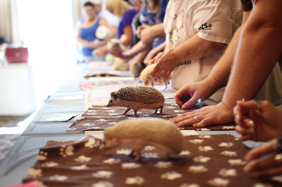 11 Reasons To Celebrate Hedgehogs