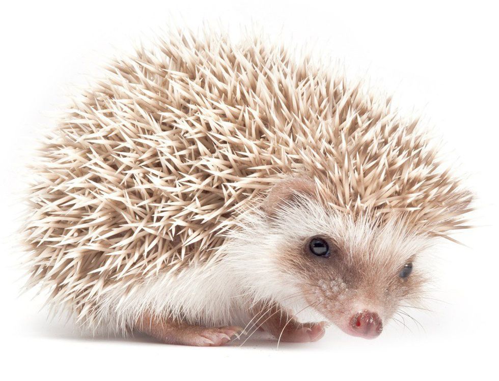 10 Things You Didn't Know About Hedgehogs