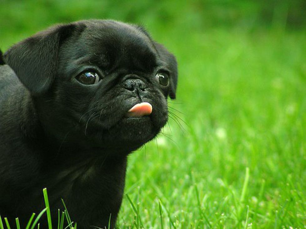 10 Reasons Why Pugs Are The Best Dogs Ever