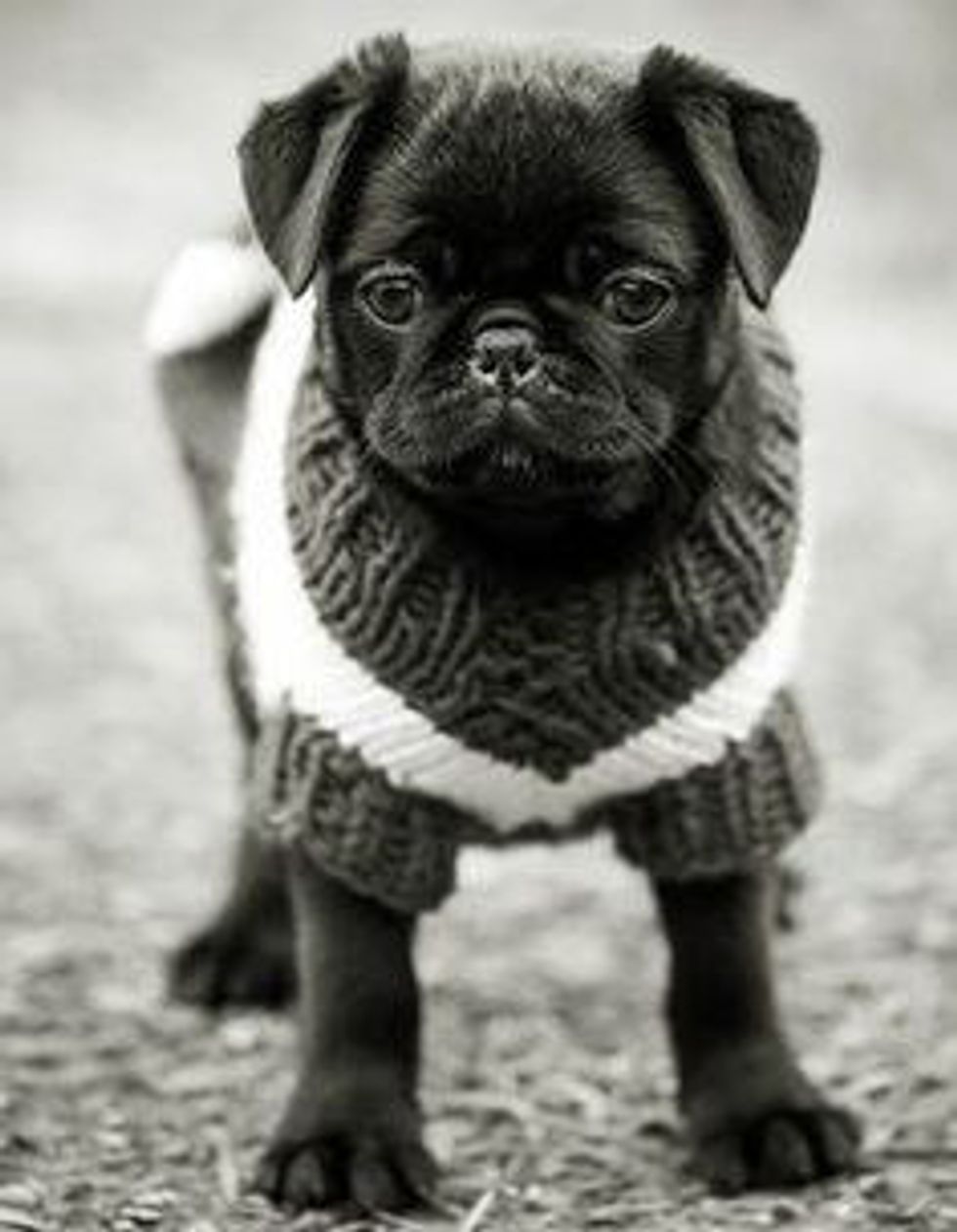 10 Reasons Why Pugs Are The Best Dogs Ever