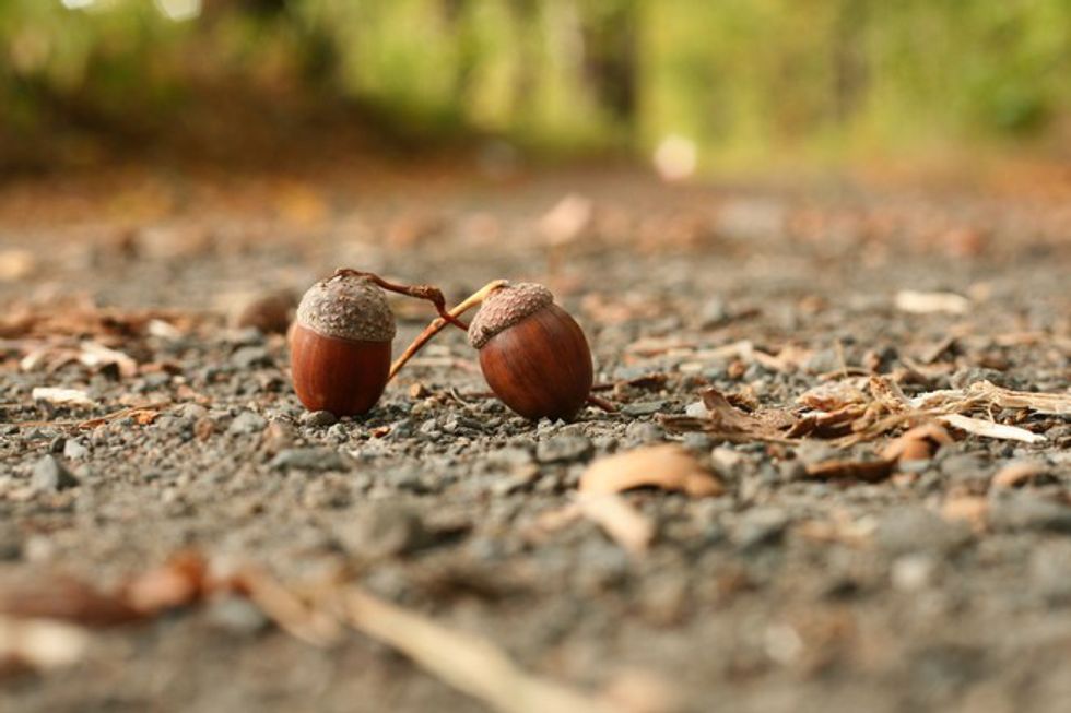 When God Gives You An Acorn