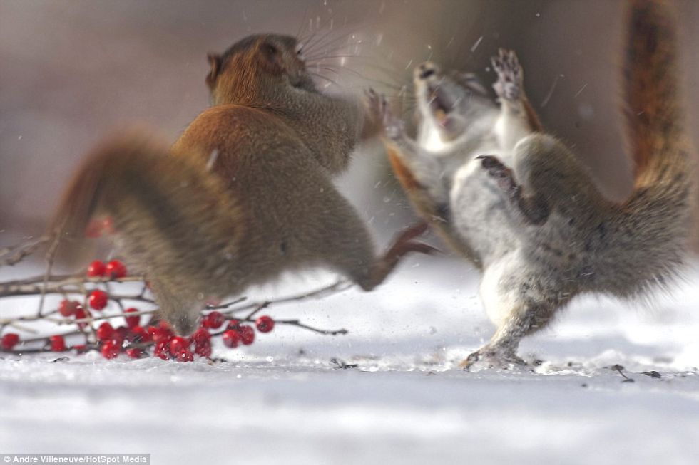 Why A Squirrel Is The Perfect Spirit Animal