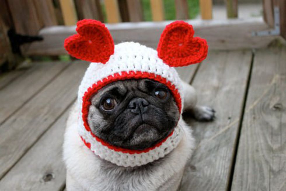 26 Pugs That Are More Romantic Than You