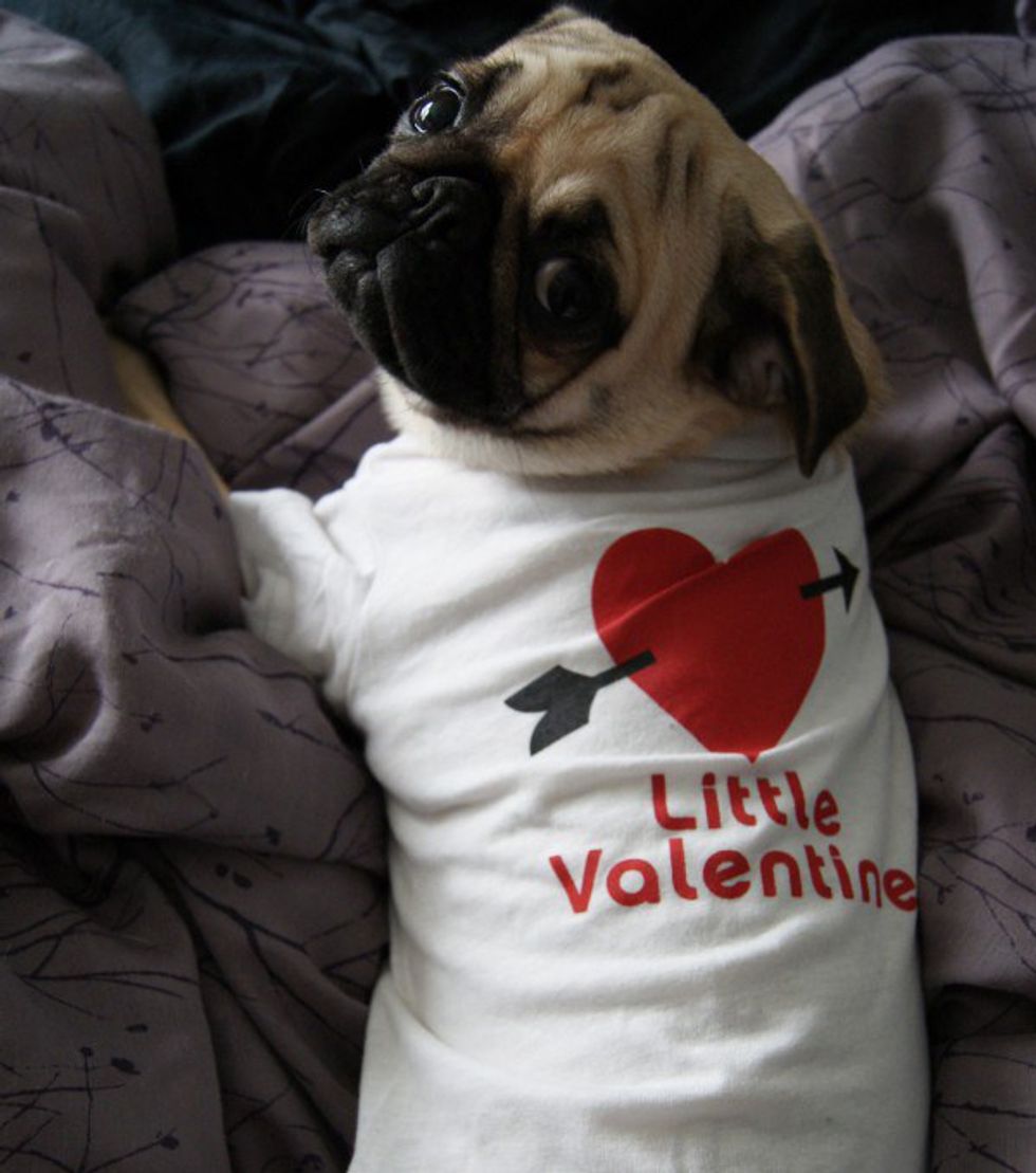 26 Pugs That Are More Romantic Than You