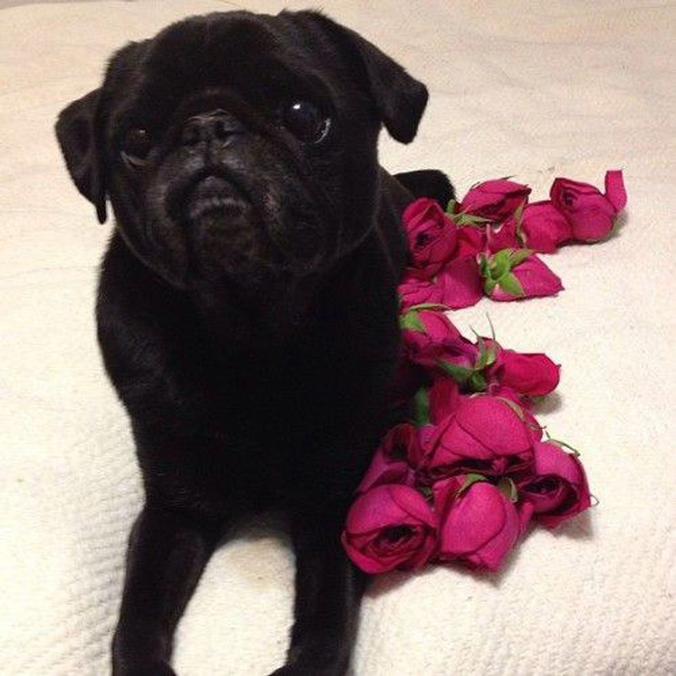 26 Pugs That Are More Romantic Than You