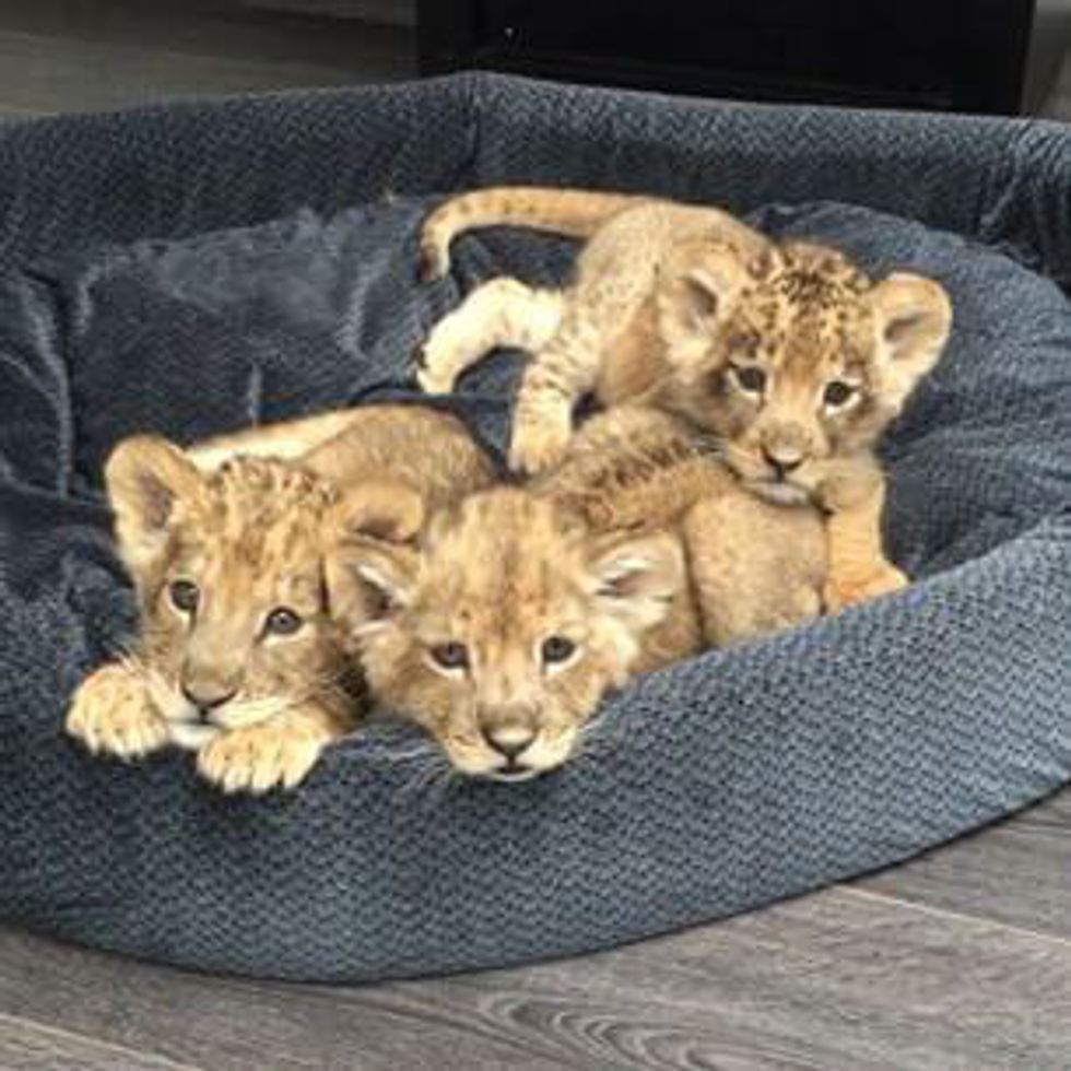 Black Jaguar White Tiger Foundation