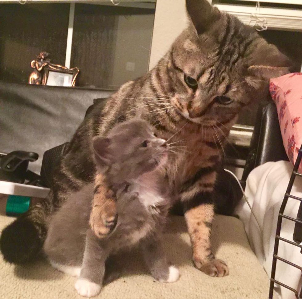 Cat Comforts Orphaned Kitten and Teaches Him How to Cuddle Every Day ...