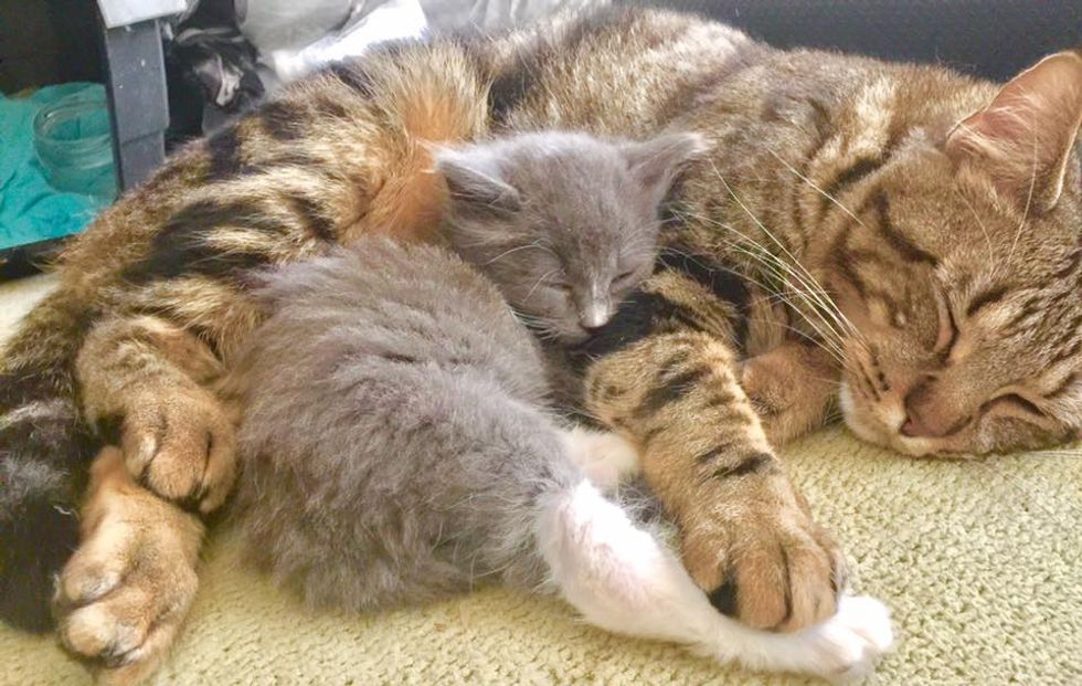 Cat Comforts Orphaned Kitten and Teaches Him How to Cuddle Every Day ...