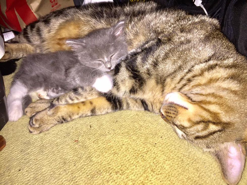 Cat Comforts Orphaned Kitten and Teaches Him How to Cuddle Every Day ...